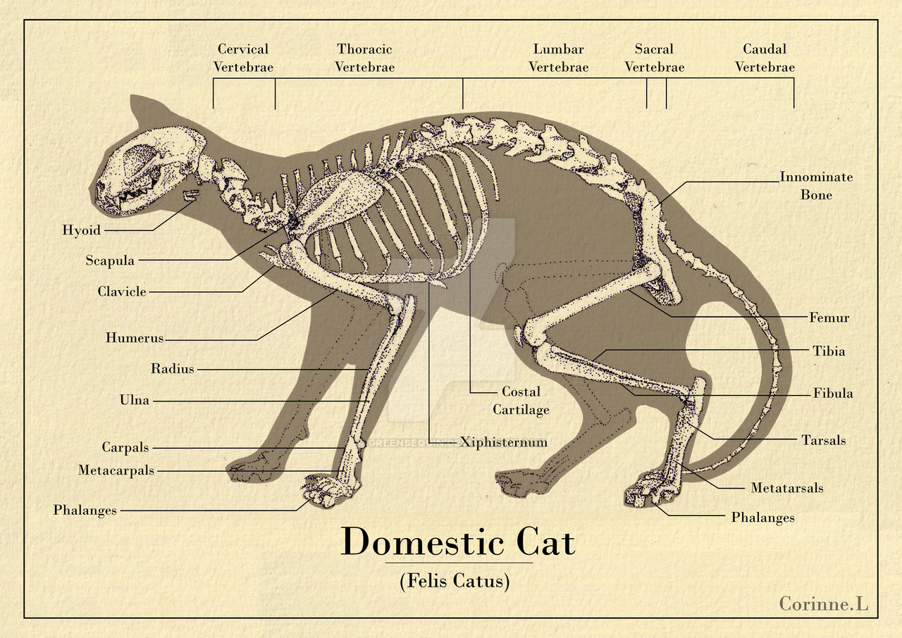 Cat Skeleton Diagram By Greensequin On Deviantart