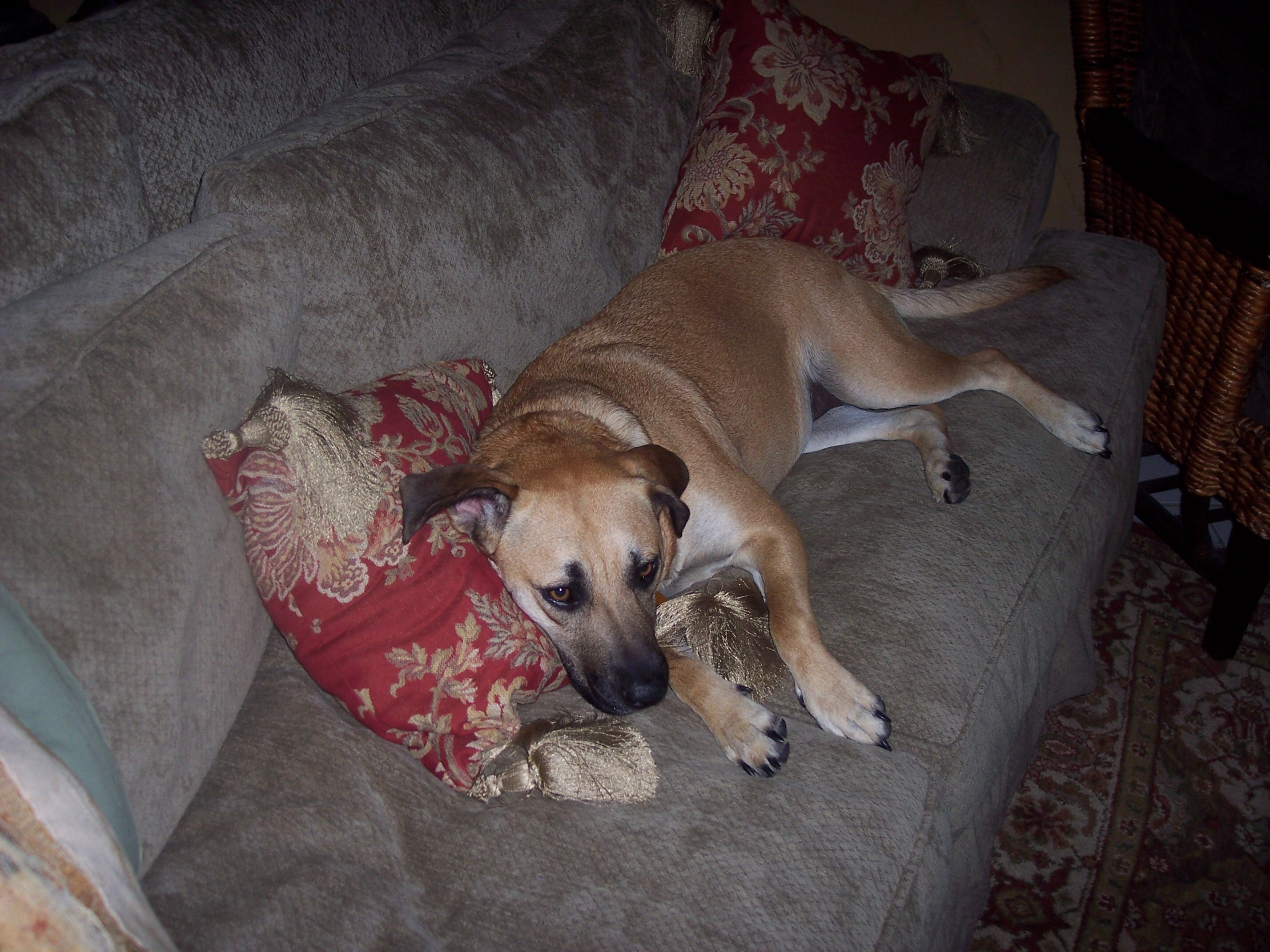 Bad dog, no biscuit 2 by PheeNixy on DeviantArt