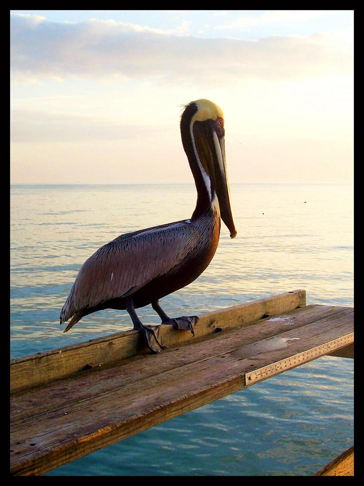 pelican pete by thatsummersky on DeviantArt