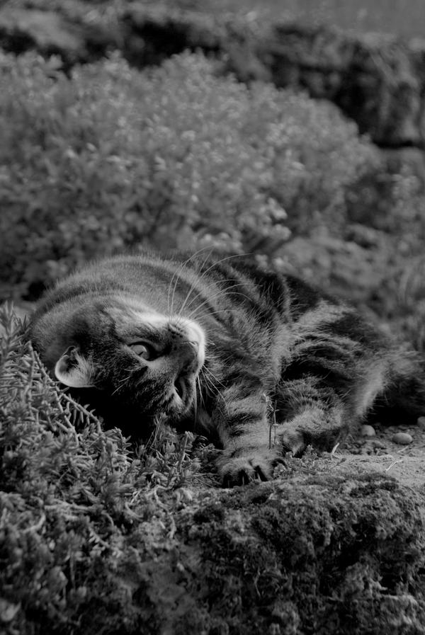 Murrmeow By Celiq On Deviantart