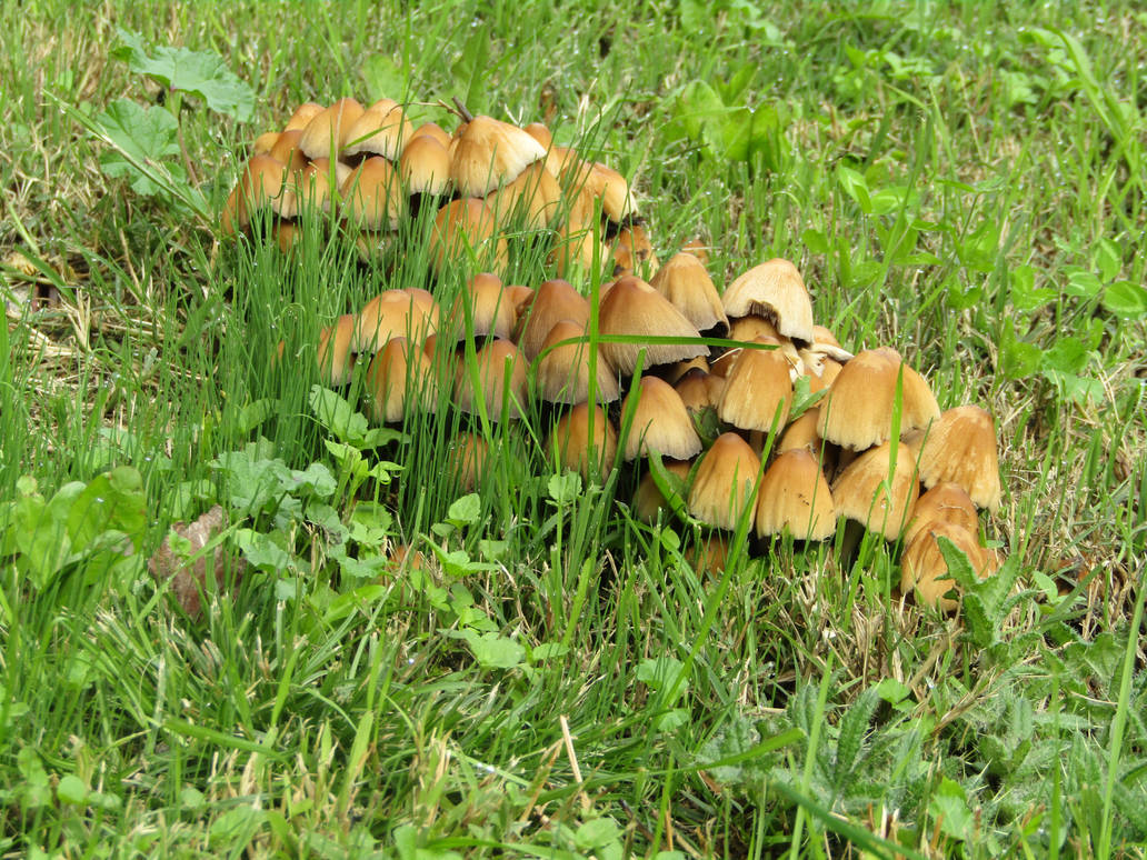 Coprinus Micaceus By Oscvanjazz On Deviantart