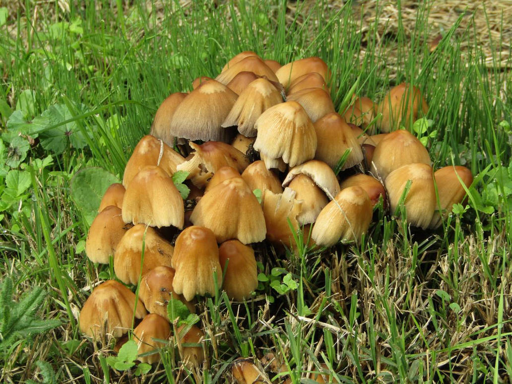 Coprinus Micaceus 2 By Oscvanjazz On Deviantart