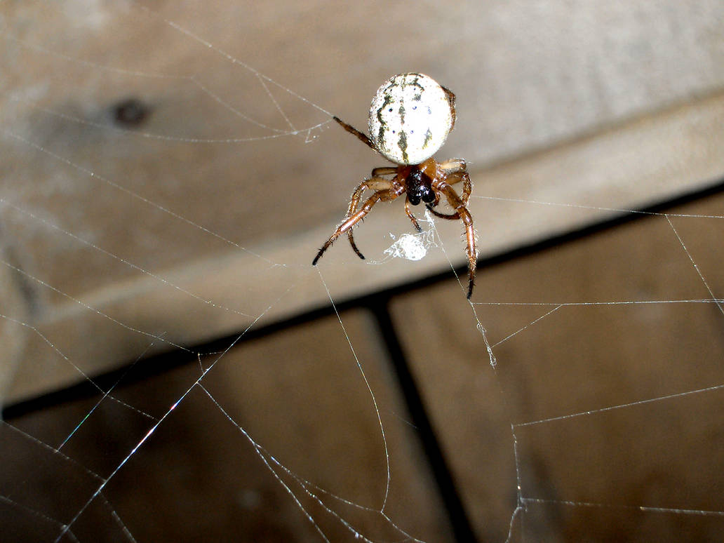 A simple spider by Glass-Mind on DeviantArt
