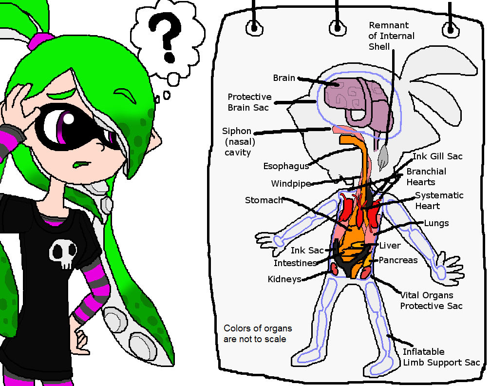 Inkling Anatomy By Rotommowtom On Deviantart
