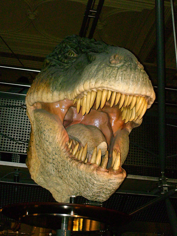 Iggy by harperc on DeviantArt