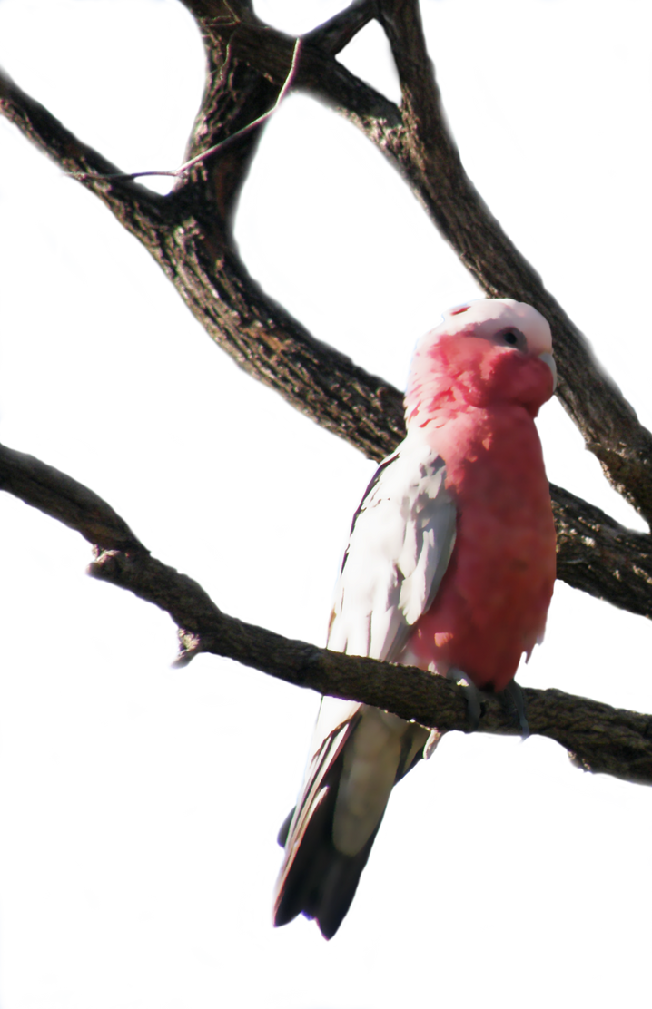 Galah Cockatoo Png File By Zozziegirl On Deviantart
