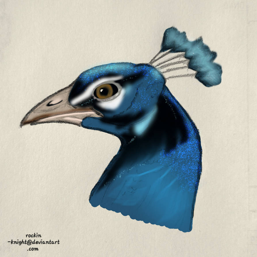 Peacocktutorial Colored By Rockin Knight On Deviantart