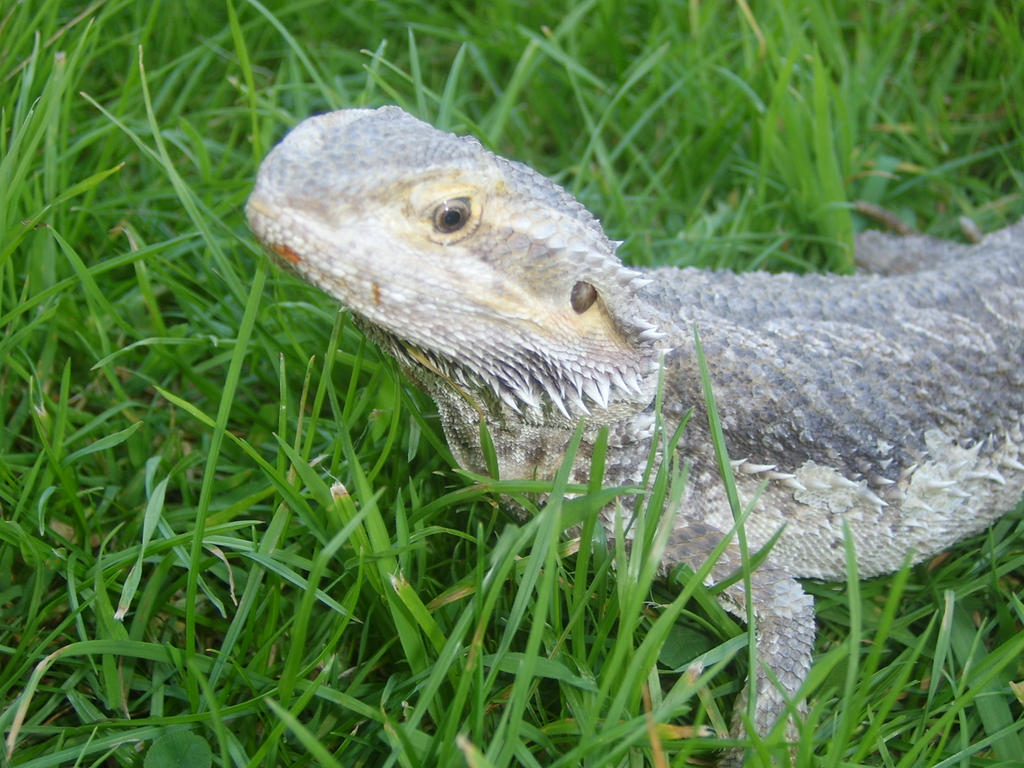 Drayco 2 by cazg on DeviantArt