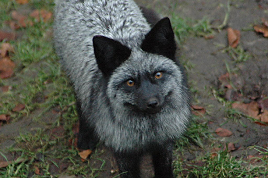 Silver Fox pt. 6 by AkiFox on DeviantArt