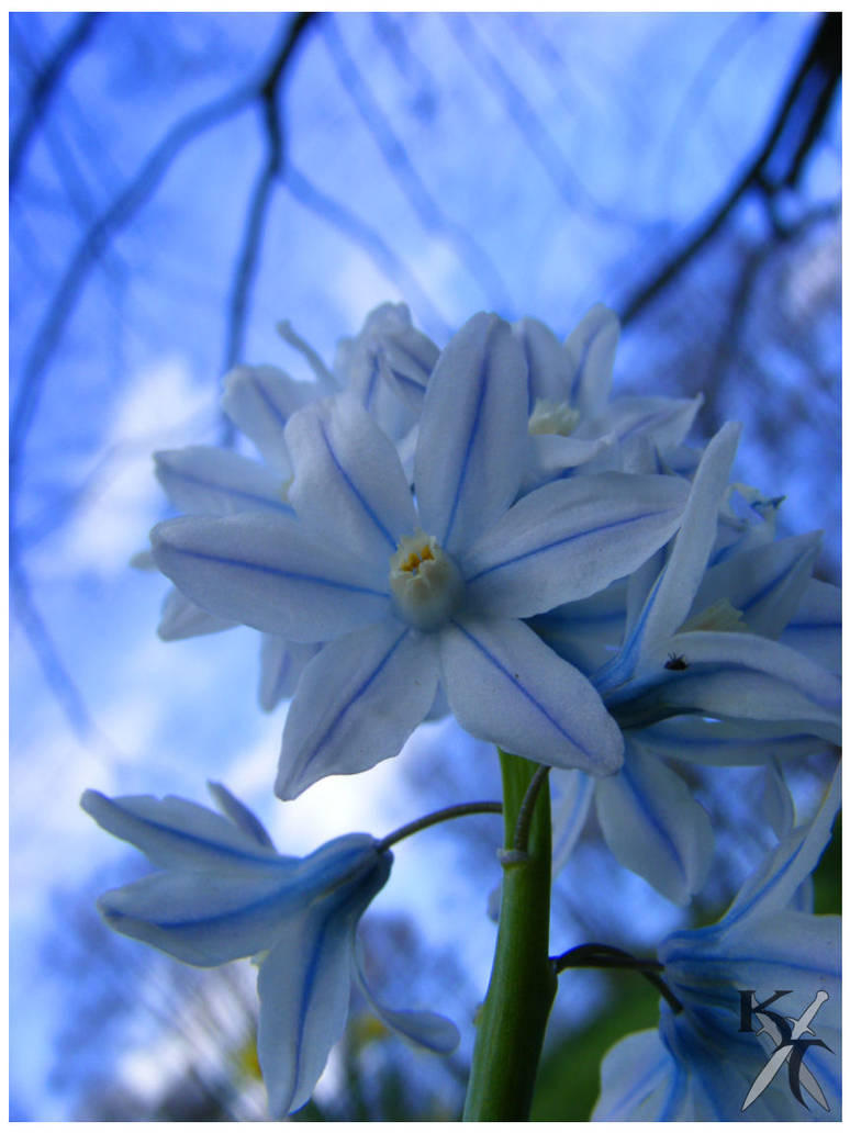 Blue For You By Katana Tate On Deviantart