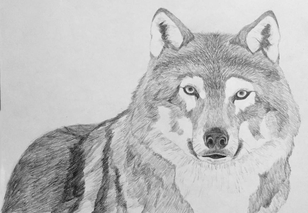 Wolf Sketch 1 By Thewerewolven On Deviantart