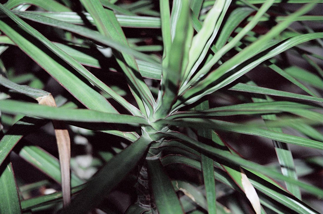 spikey plant by crayonmaster on DeviantArt