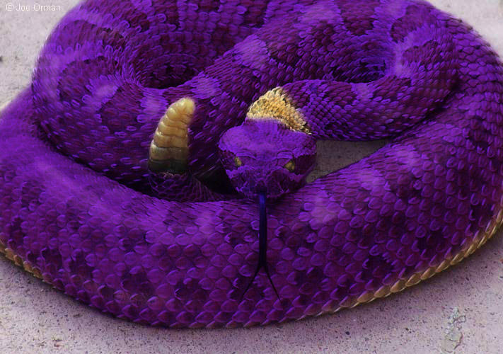 The real ekans by barkingaardvark on DeviantArt