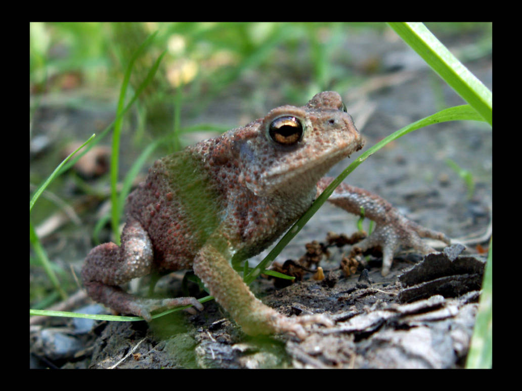 Baby Toad by somatik on DeviantArt