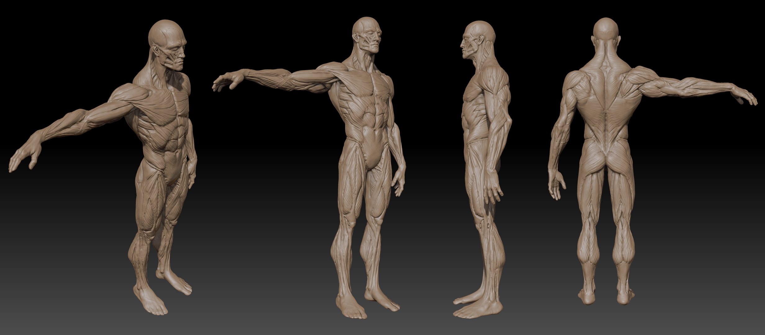 Anatomy Zbrush by mojette on DeviantArt Anatomy Zbrush by mojette on DeviantArt