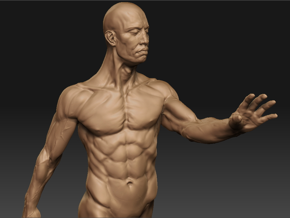 anatomy study in ZB3 by mojette on DeviantArt anatomy study in ZB3 by mojette on DeviantArt