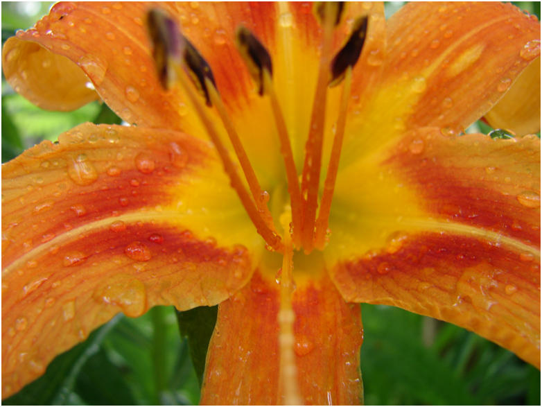 Lilium sp. by Oneboltshort on DeviantArt