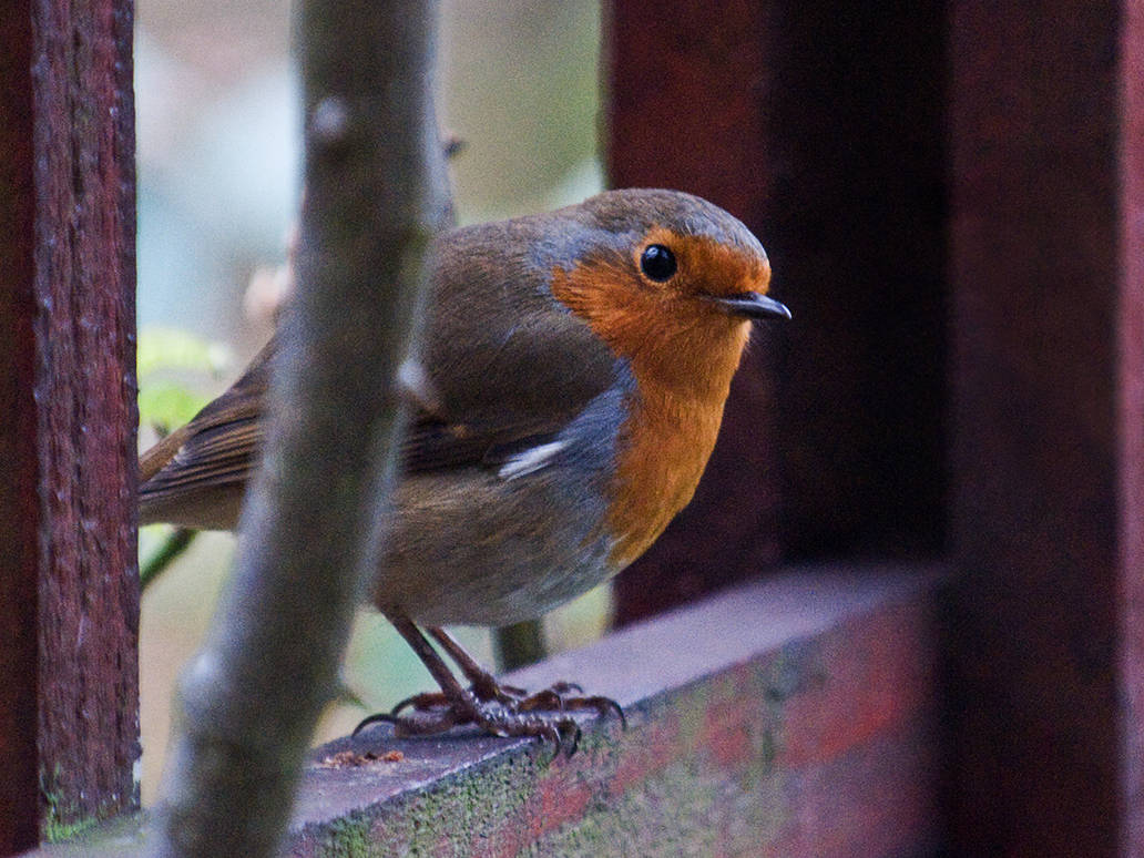 Robin Hiding by WestLothian on DeviantArt