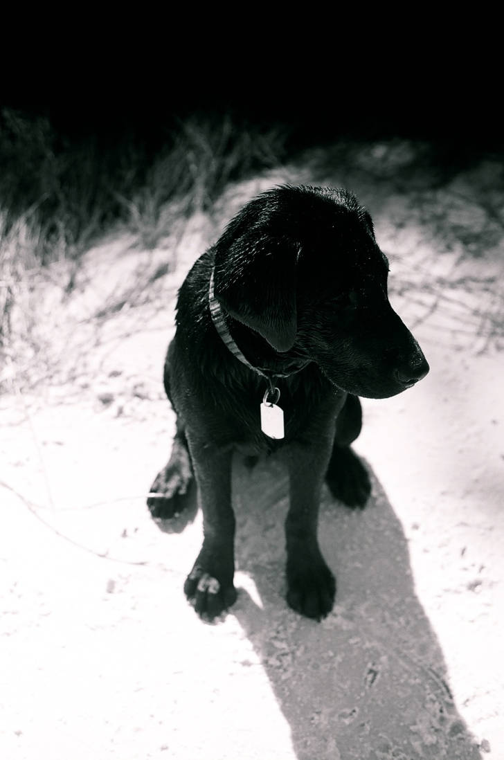 Looming Shadow by GreenPeridot on DeviantArt