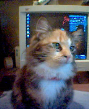 Cleo and Computer by cirruswolf on DeviantArt