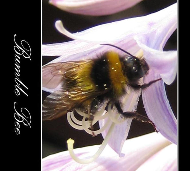Bumble Bee at work by Calzones-Impressions on DeviantArt