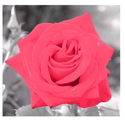 Pinkish-Red Rose by pixie-skara on DeviantArt