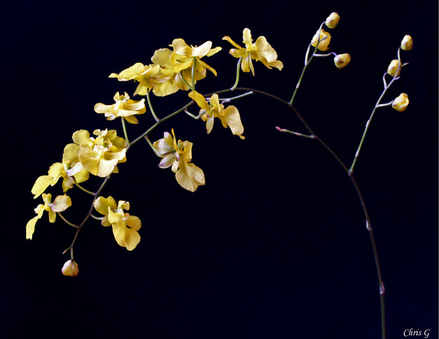 Delicate Dancing Ladies by scootergirl762 on DeviantArt
