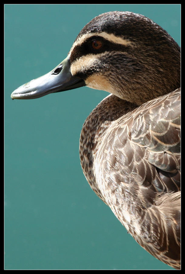 Quack by daniel21 on DeviantArt