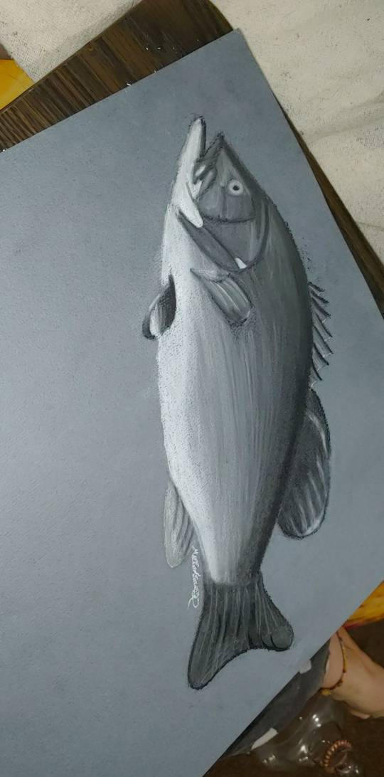 Smallmouth Bass By Alphaarden On Deviantart