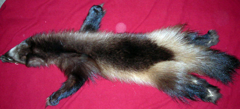 Wolverine Pelt by Zhon on DeviantArt