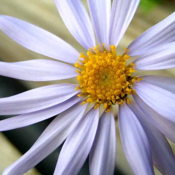Daisy Fresh by bek-luvs-bass on DeviantArt
