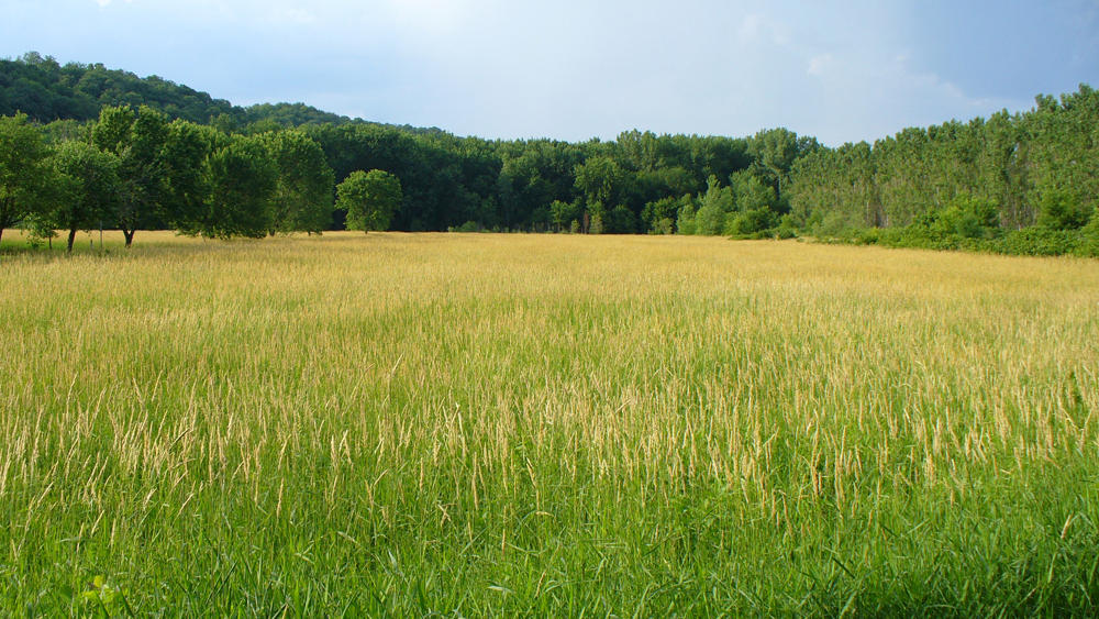 'Open Pasture' by AmiArashi on DeviantArt