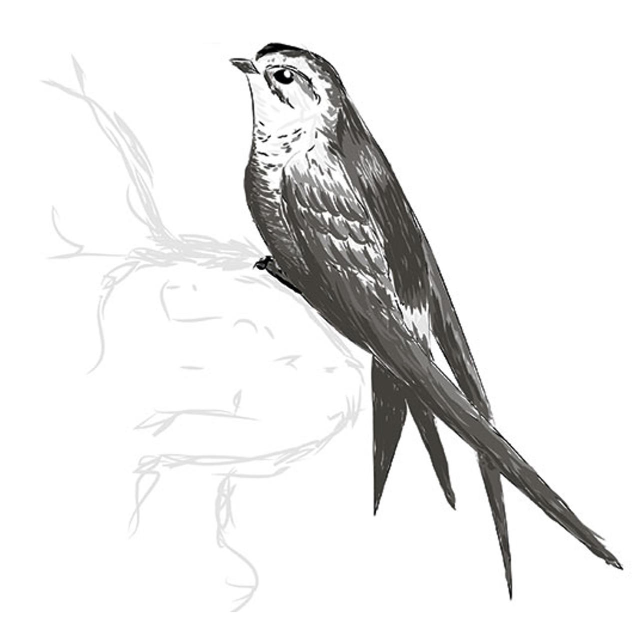 How To Draw A Swift Bird With A Pencil By Imagidraw On Deviantart