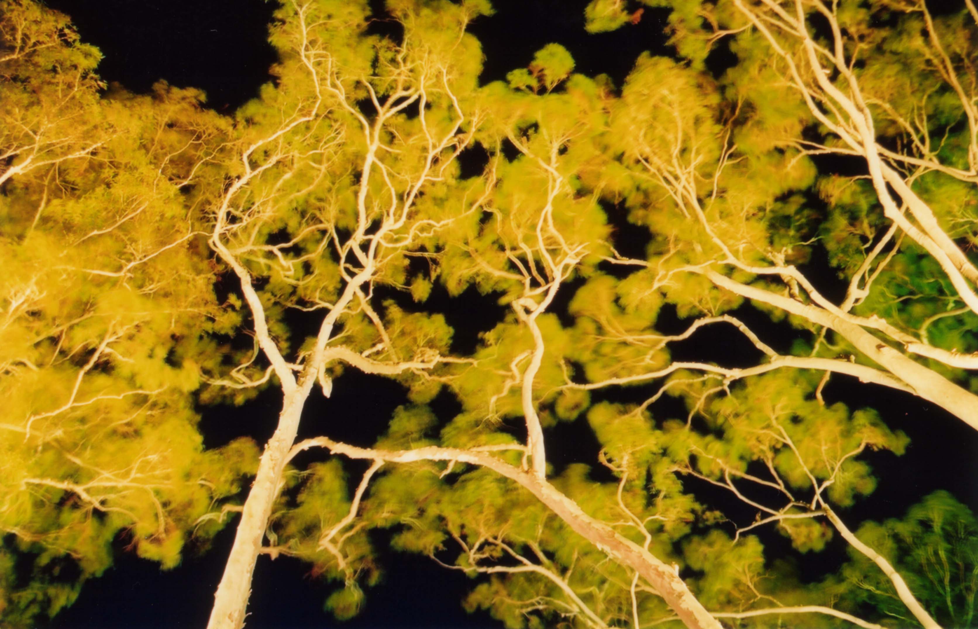 freaky tree by de-ice11 on DeviantArt