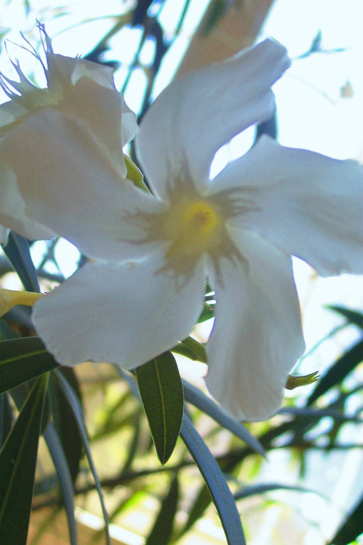 magnolia by mainstreet-o0 on DeviantArt