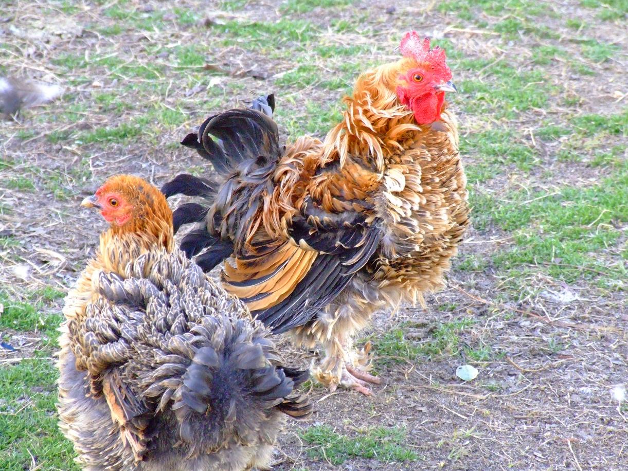 Frizzle Bantams by pitbulllady on DeviantArt