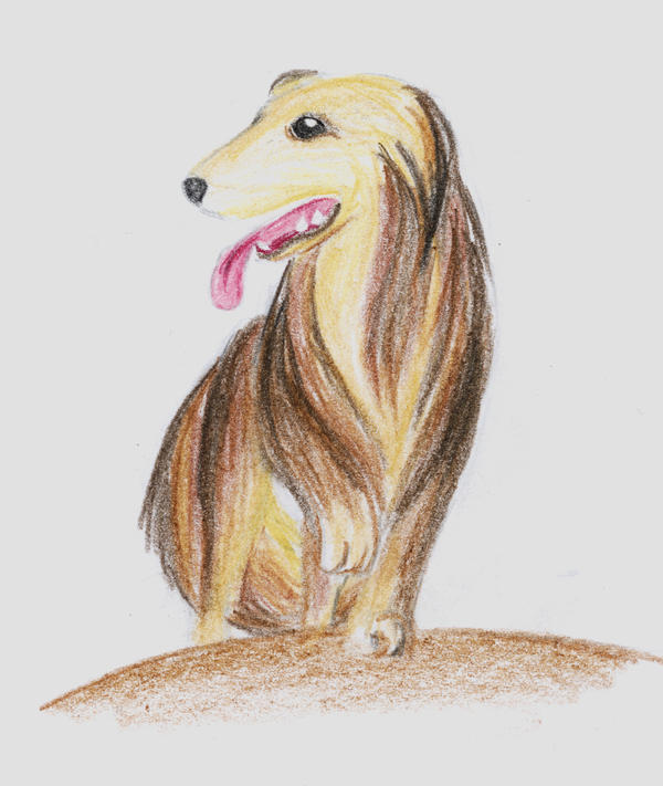 collie by Krewcia on DeviantArt