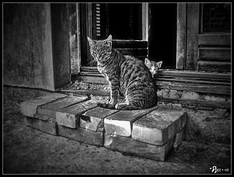 Bole i Cica Zlica by lazljiva on DeviantArt