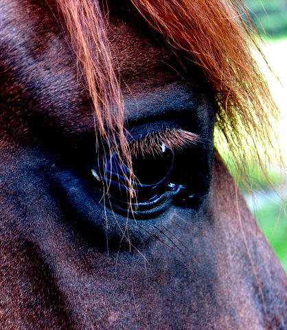 my amazing horse. by JustERose on DeviantArt