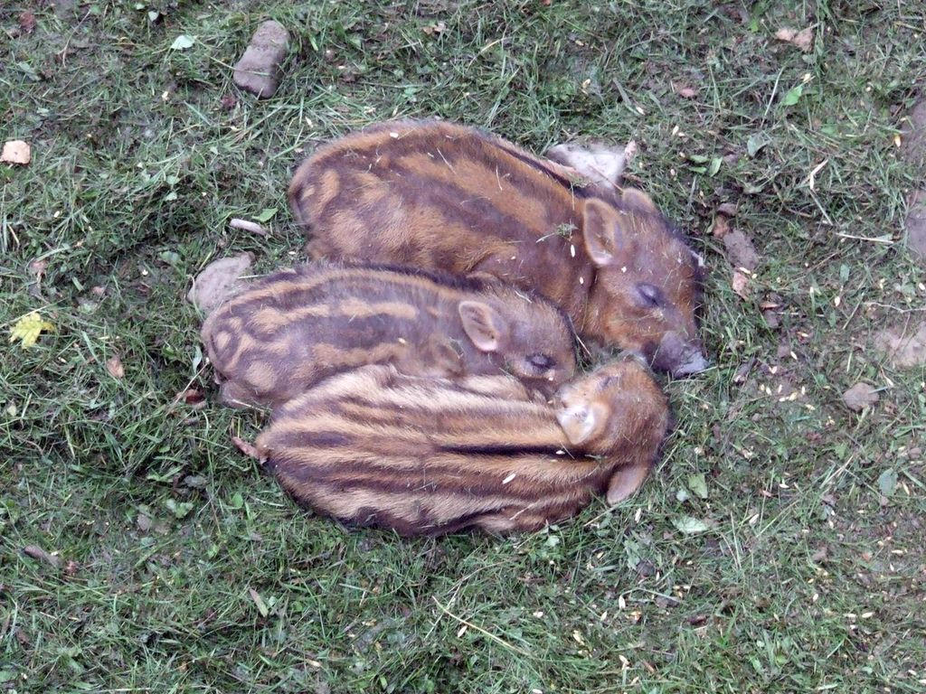 Wild Boars By Razorus On Deviantart
