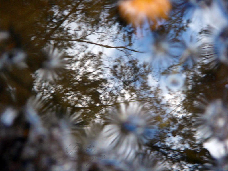 The World in a Puddle 6 by Ladania on DeviantArt