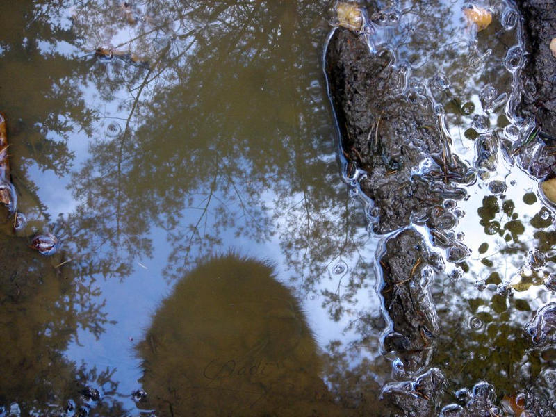 The World in a Puddle 9 by Ladania on DeviantArt