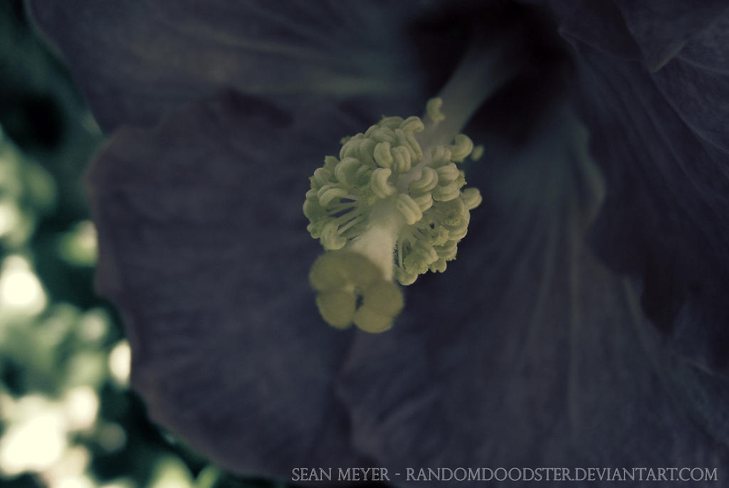 Stamen v1 by randomdoodster on DeviantArt