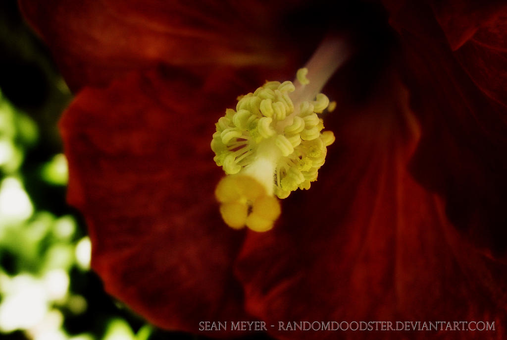 stamen v2 by randomdoodster on DeviantArt