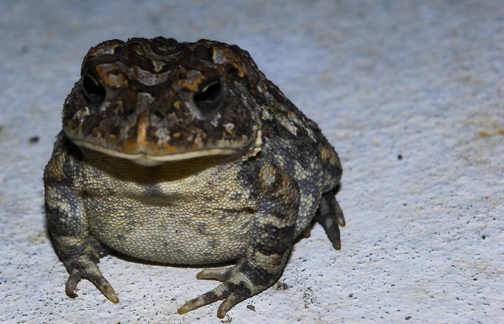 Small Toad by Zanther on DeviantArt