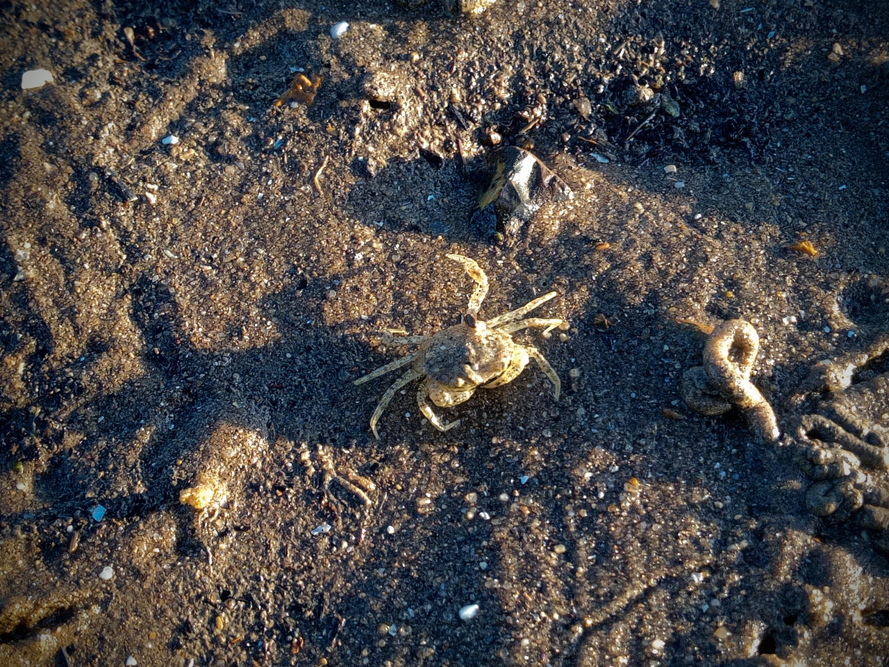 The Tiny Crab By Magentaroseorchid On Deviantart