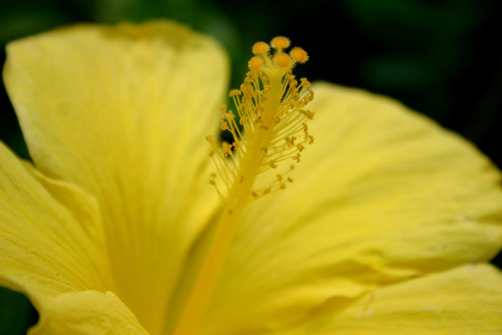 Furry Yellow by dragonphenx on DeviantArt