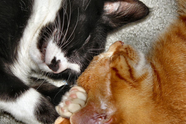 Adolf and Jack 2 by TheSideKick on DeviantArt