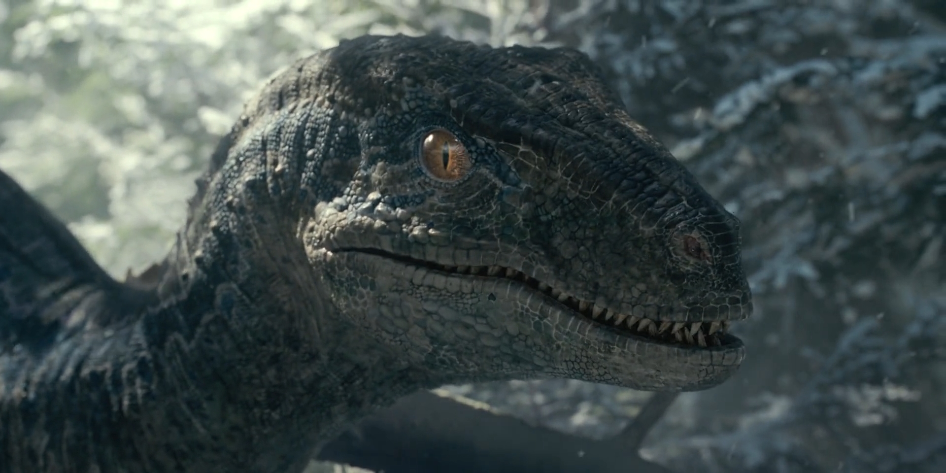 Jurassic World Dominion Blue 8 By Giuseppedirosso On Deviantart