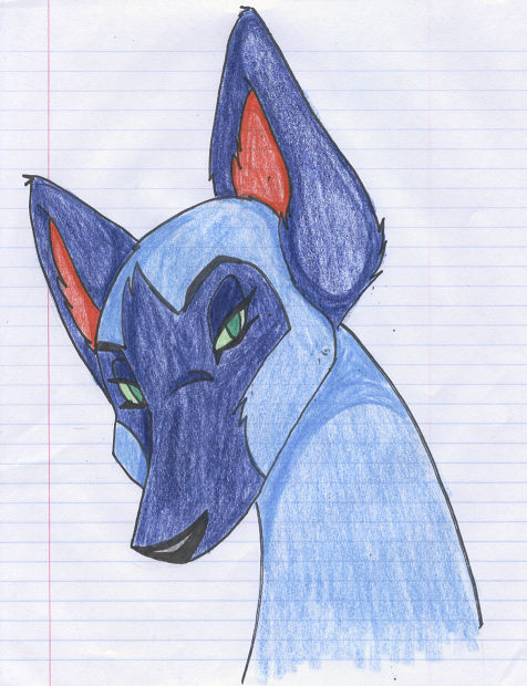 blue jackal by AmaryllisTehDark on DeviantArt
